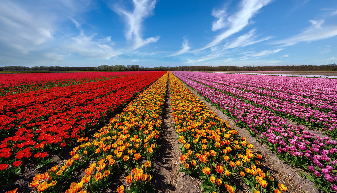 Tulpenveld - Airtex Mania