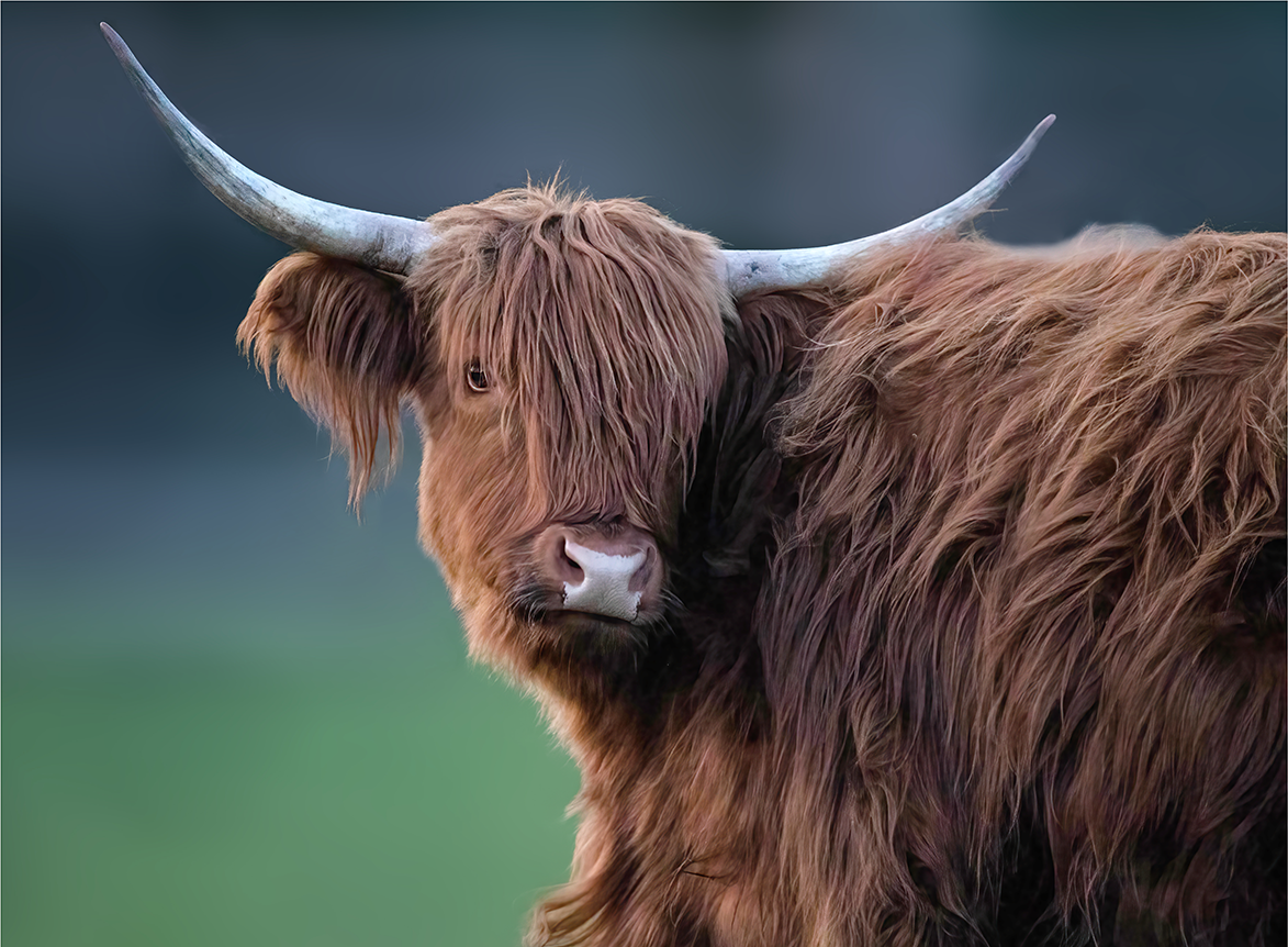 Schotse hooglander - Airtex Mania